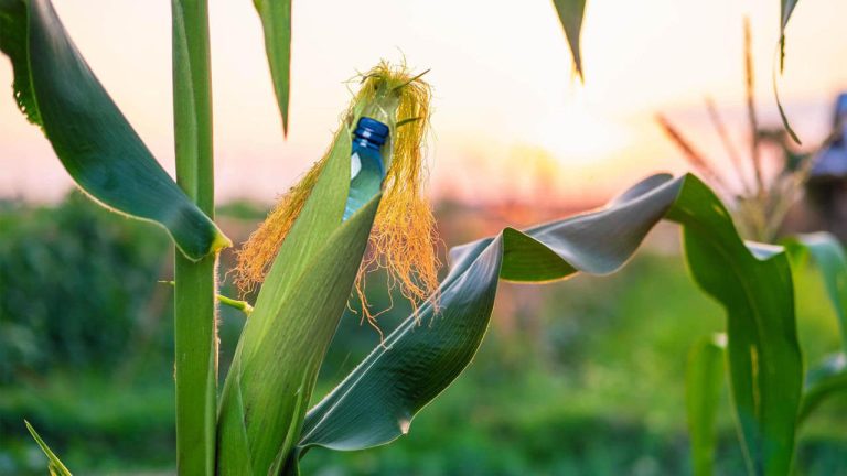 Tutto quello che c'è da sapere sulla bioplastica - The Question